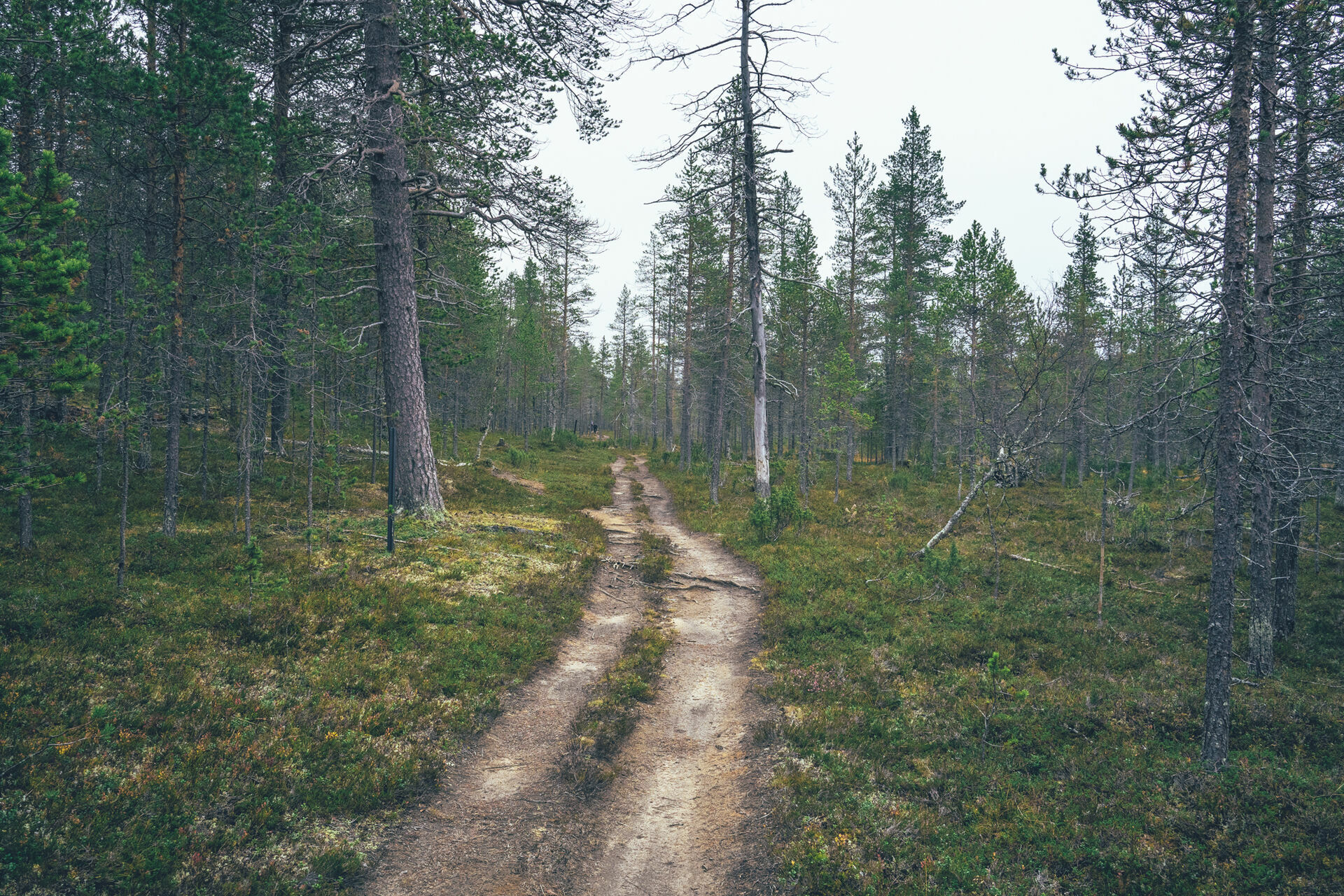 Arctic by Cycle: Urho Kekkonen National Park MTB Loop - Bikeland